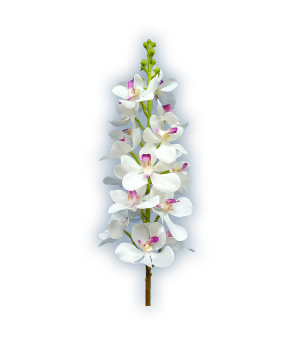 Vanda Orchid Spy -H100cm (990018) – SunEnergy Floral