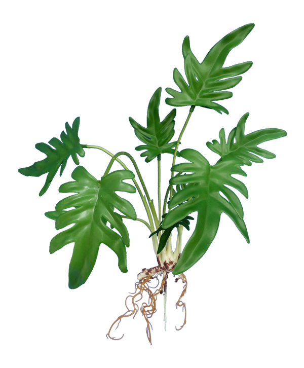 Split Philo Leaf Bush X9-H50cm (YH005) – SunEnergy Floral