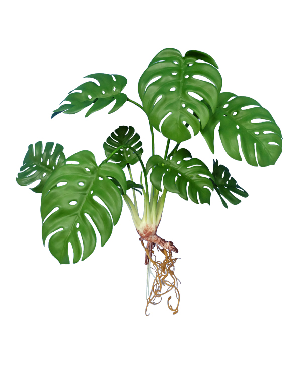 Split Philo Leaf Bush X9-H50cm (YH010) – SunEnergy Floral