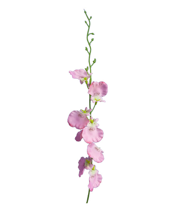 Dancing Lady Spray – H106cm (320318) – SunEnergy Floral