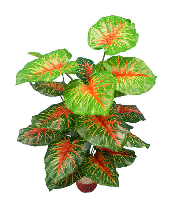 Red Caladium Plant-H70cm (3859C) (NETT) – SunEnergy Floral