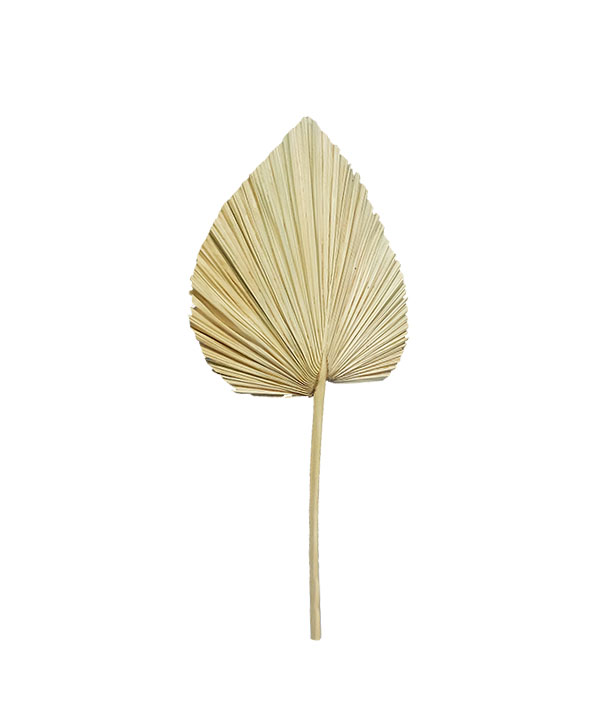 Natural Dried Fan Leaf – W20cm (0730-20) – SunEnergy Floral