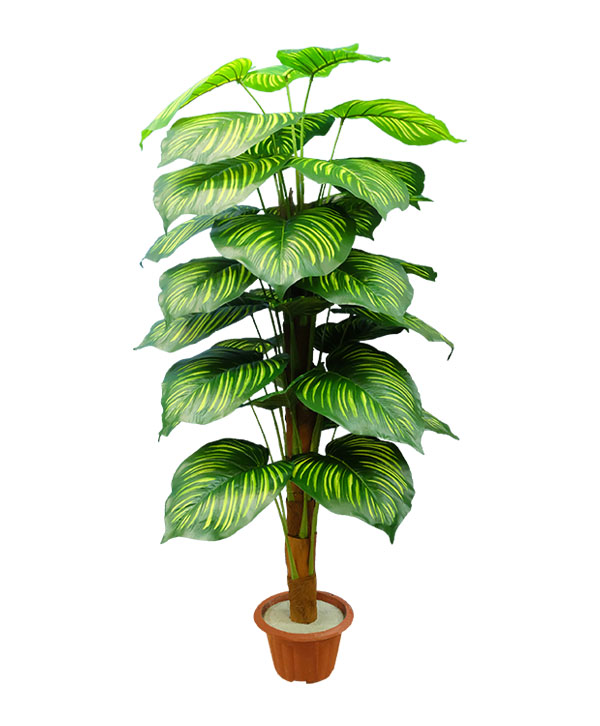 Zebra Plant – H1.3M (P3201) – SunEnergy Floral