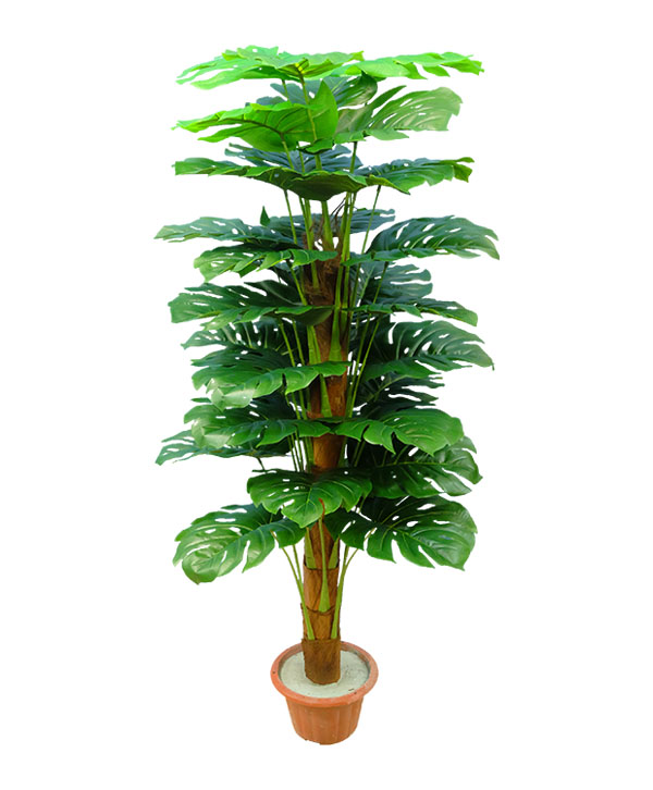 Split Philo Plant – H1.3M (P3202) – SunEnergy Floral