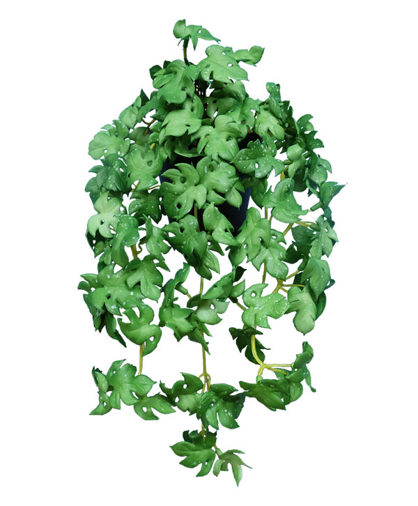 Hanging Leaf Pot – L35cm (430664) – SunEnergy Floral