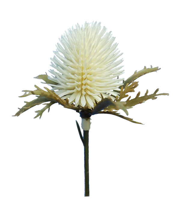 Dry Thistle Spray X10 – H68cm (FSE-505) – SunEnergy Floral