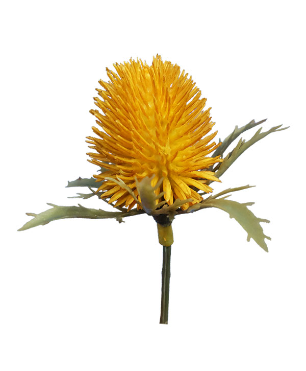 Dry Thistle Spray X10 – H68cm (FSE-505) – SunEnergy Floral