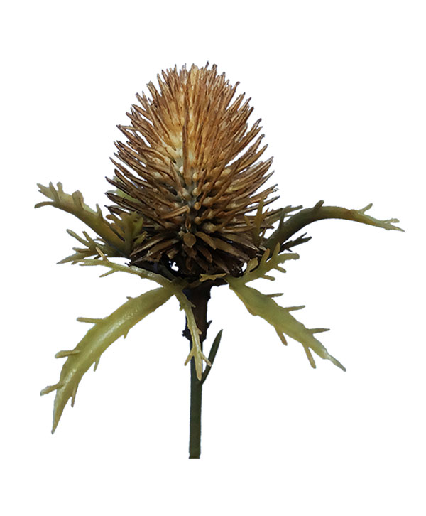 Dry Thistle Spray X10 – H68cm (FSE-505) – SunEnergy Floral