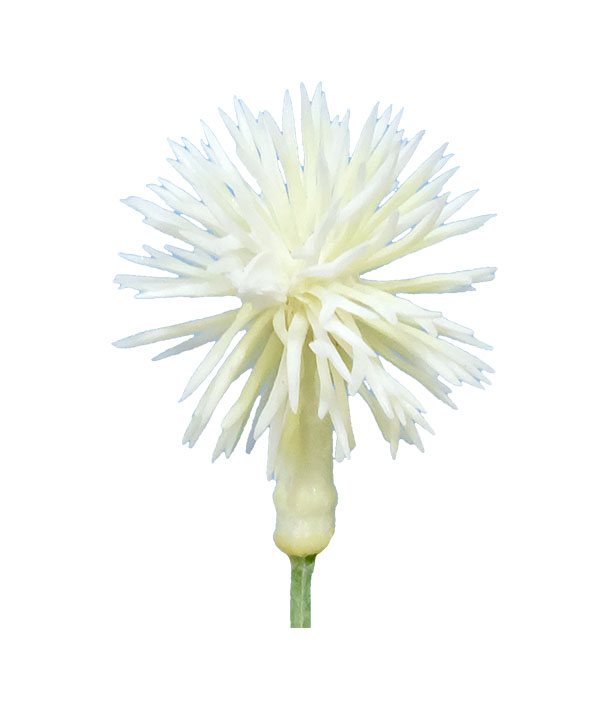 Plastic Mini Ball Bush X5 – H30cm (SE214) – SunEnergy Floral