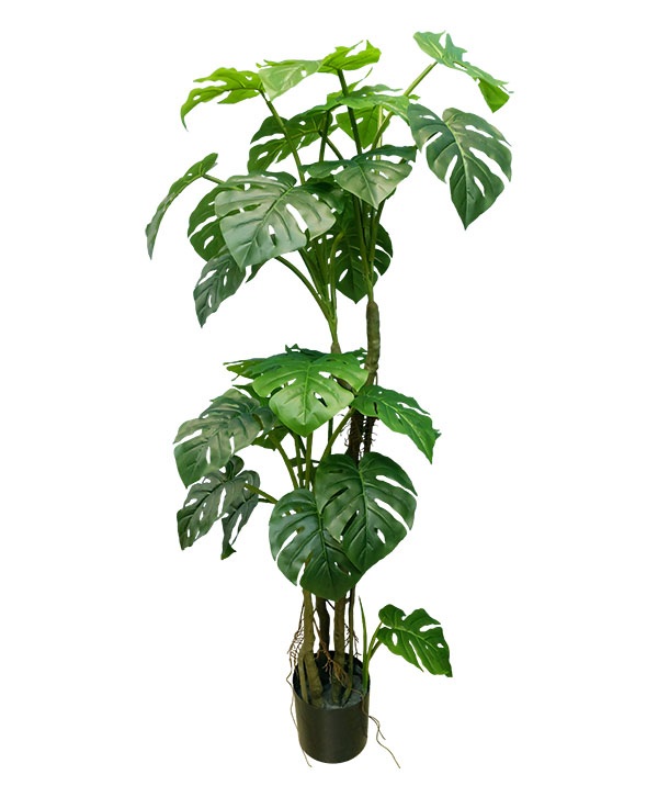 Split Philo Plant – 160cm (1656) – SunEnergy Floral