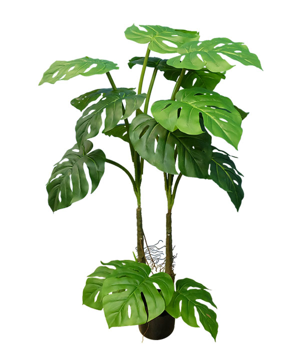 Split Philo Plant – 110cm (1659) – SunEnergy Floral