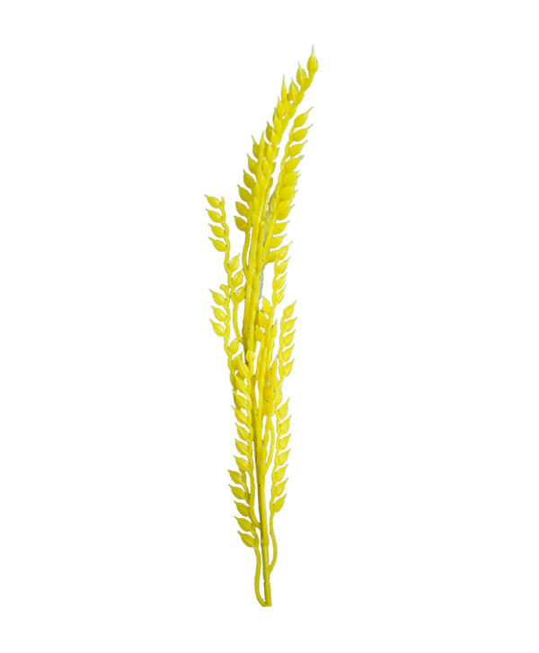 Dry Paddy Rice Spray X3 – H93cm (430105) – SunEnergy Floral