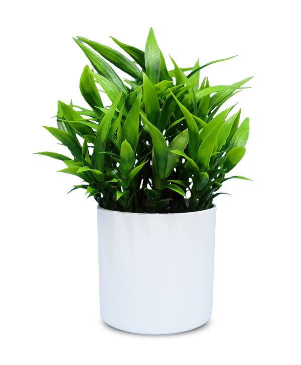 Mini Potted Plant – H20cm (MYL3732) – SunEnergy Floral