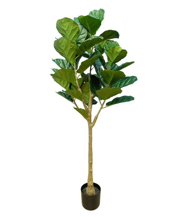 Fiddle Fig Plant – H160cm (HC-0506) – SunEnergy Floral